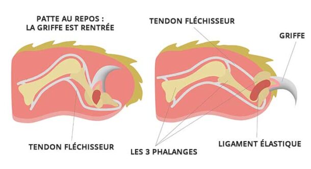 Mais dès que nécessaire, et souvent par réflexe, le chat sort ses ...