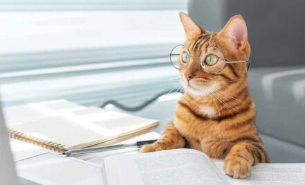 Accueil / Accessoires et jouets pour chat / Le chat est-il moins ...